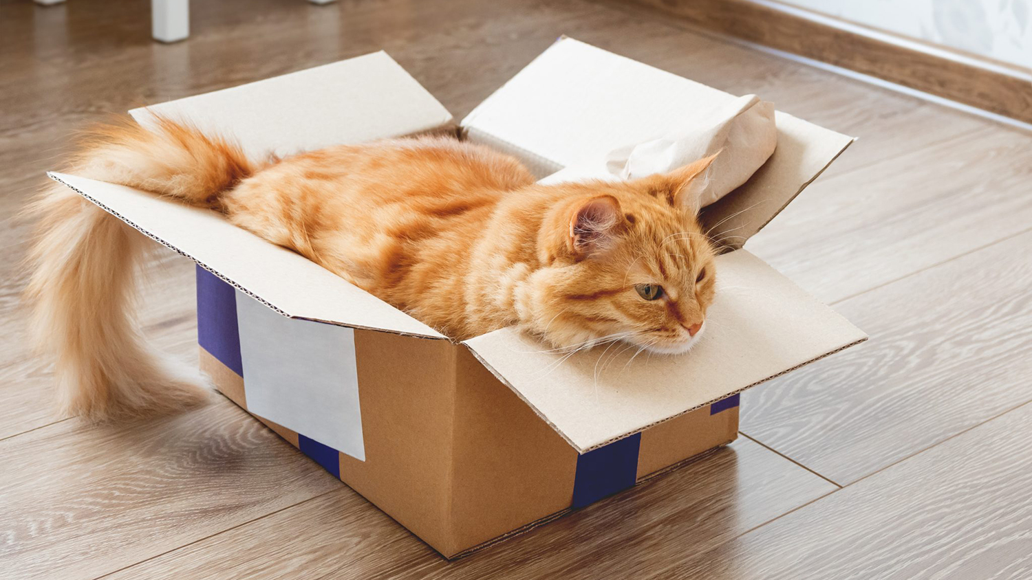 11 Tips For Moving With Pets | Your Ultimate Guide | Einstein Moving ...